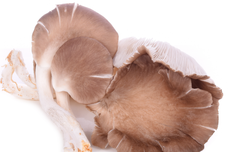 ¿Qué tan buenos son los Hongos Gírgolas? | Alimentos Saludables ...