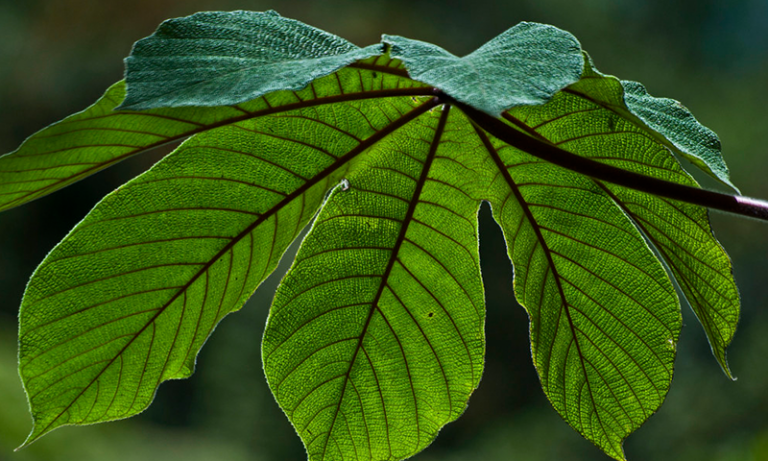 Ambay: Beneficios para la salud | Alimentos Saludables - Dietética en ...